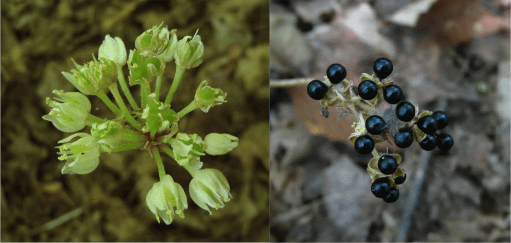 Light Upon Wild Leek: Sustainable Harvesting and Optimal Light ...
