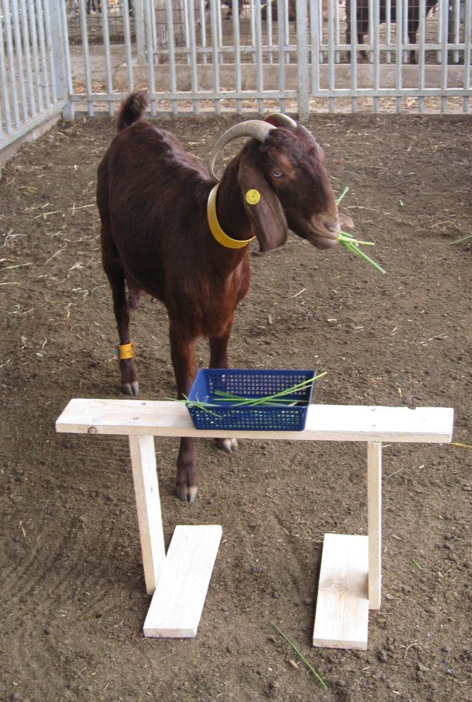 Goats hate bugs on their food too | Canadian Science Publishing