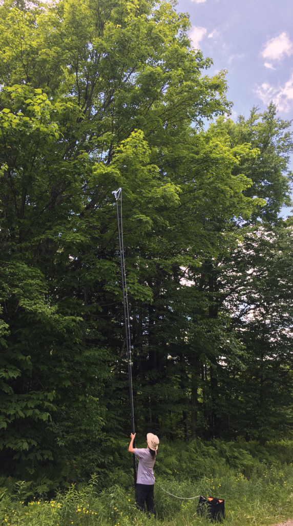 Saws on drones: the latest tools in forest research | Canadian Science ...
