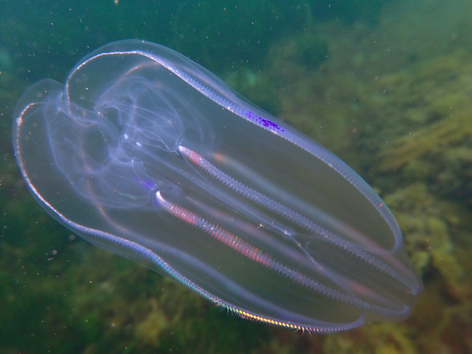 Insights into the gelatinous world of comb jellies | Canadian Science ...